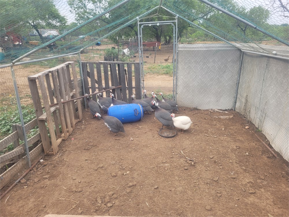 WildLife Buyer, LLC. - 12 unsexed guinea fowl