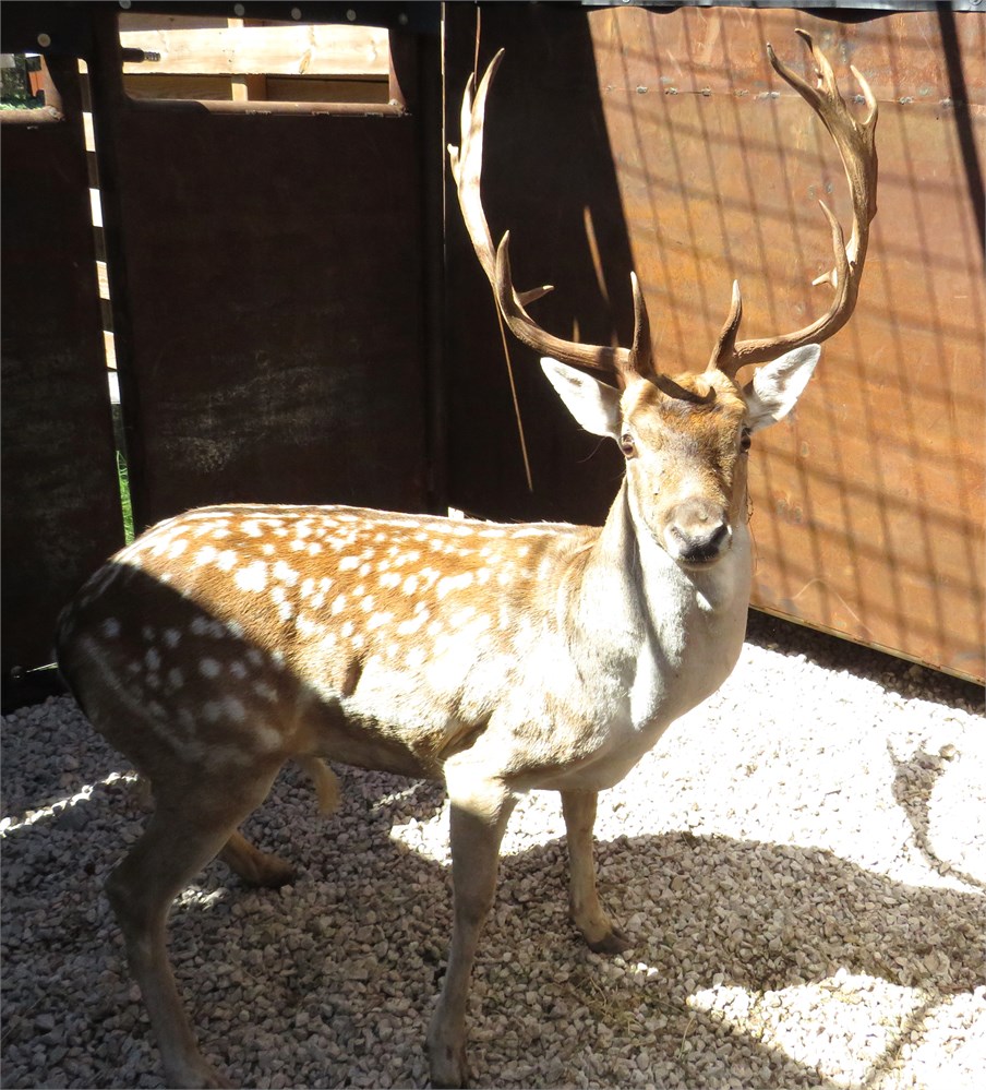 WildLife Buyer, LLC. - 1.0 FALLOW (WB# 4)