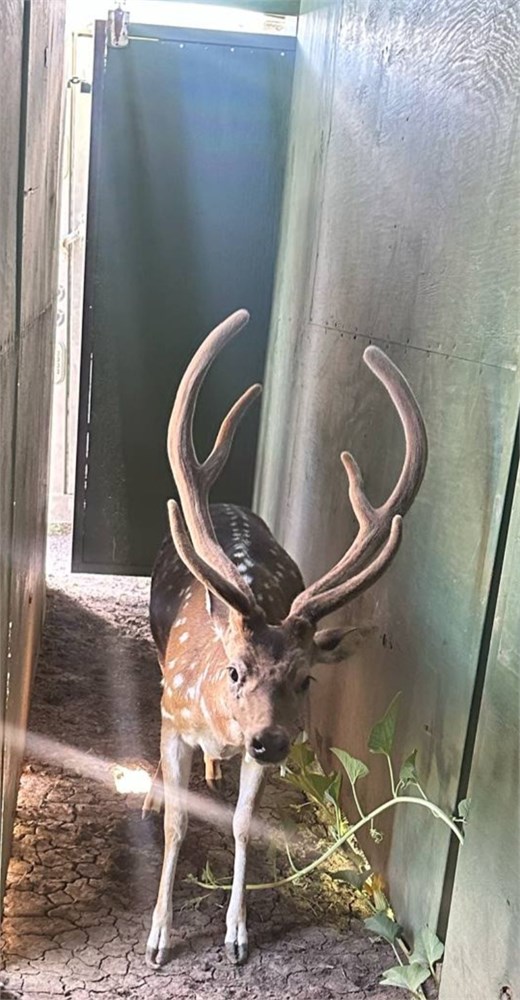 WildLife Buyer, LLC. - Mature Axis Buck - Stall#4