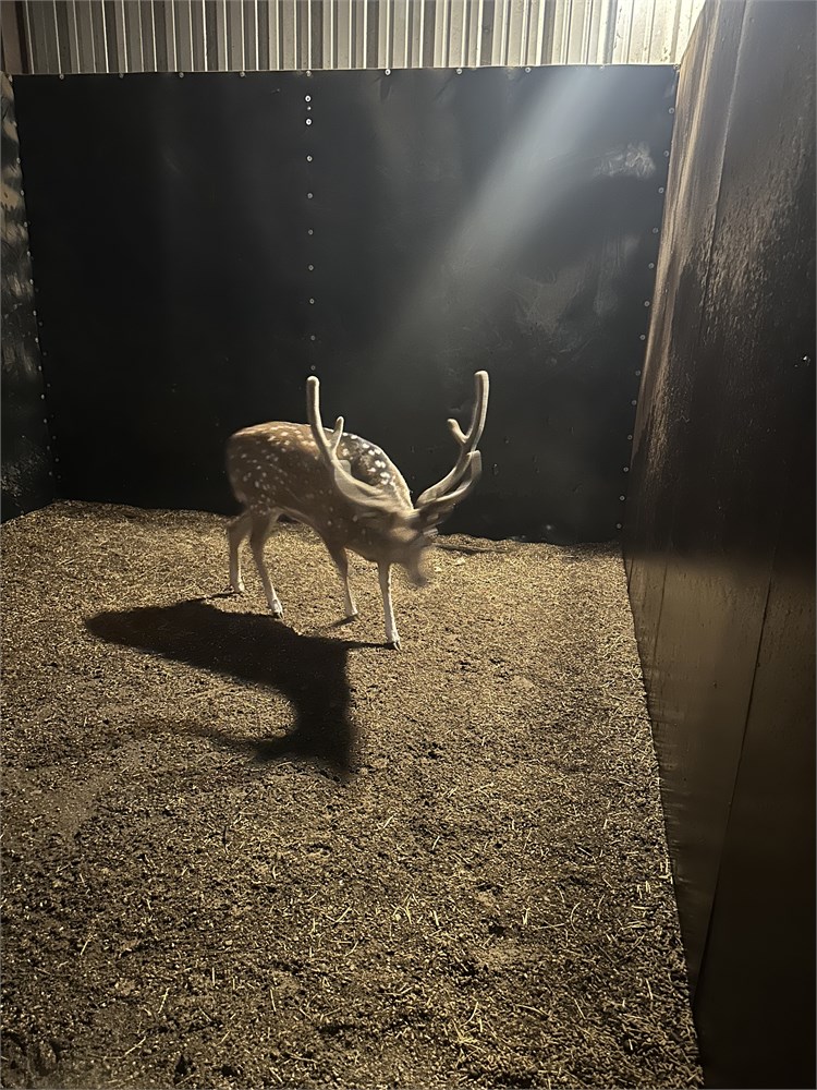 WildLife Buyer, LLC. - Axis Buck