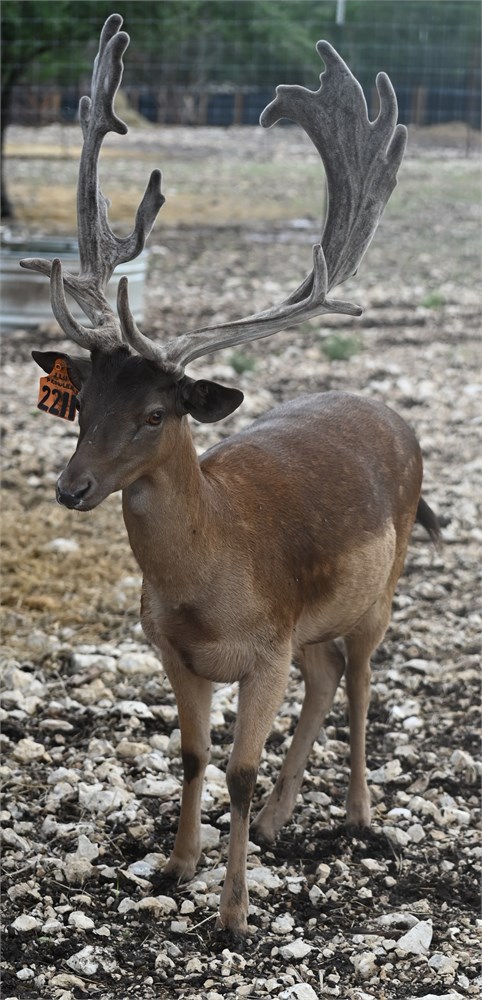 WildLife Buyer, LLC. - 1.0 BIG Chocolate Fallow Buck - SON OF PATRON
