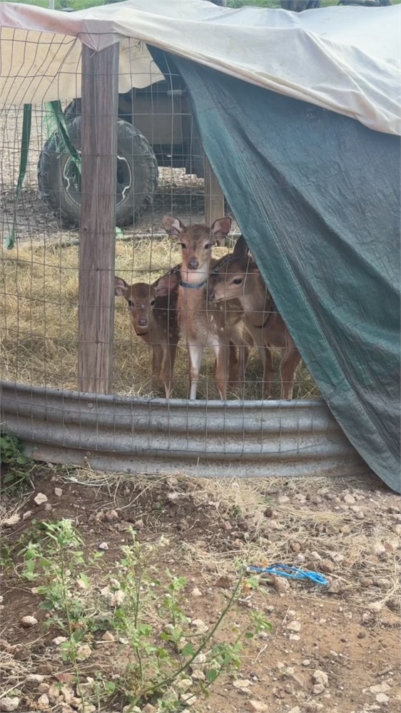 WildLife Buyer, LLC. - Finished bottle raised Axis fawn Buck
