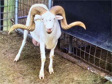 WildLife Buyer, LLC. - Texas Dahl Ram