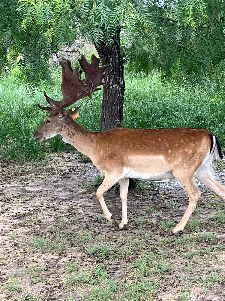 WildLife Buyer, LLC. - 1.0 Fallow Buck