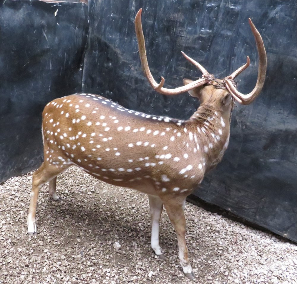WildLife Buyer, LLC. - ️1.0 WINTER AXIS BUCK (OKB#6-1) PER SELLER 30.5 ...