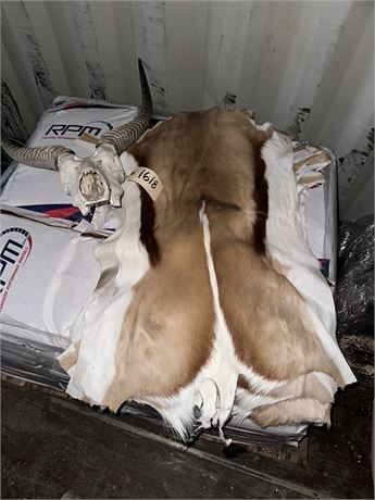 WildLife Buyer, LLC. - XL Springbok Hides Grade A