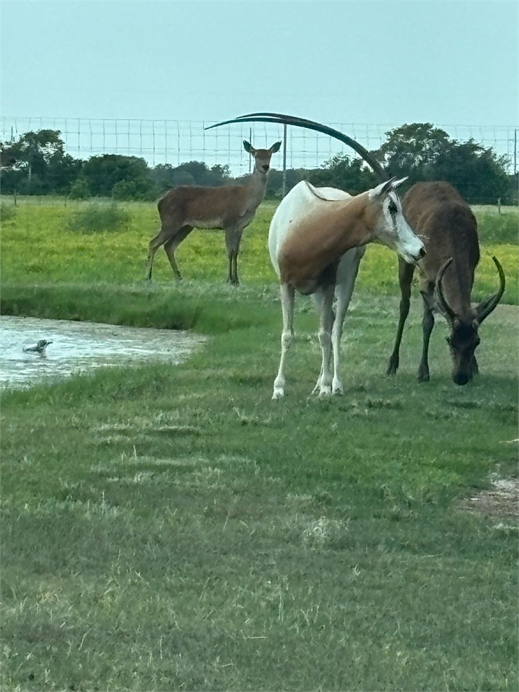 WildLife Buyer, LLC. - 0.1 Oryx