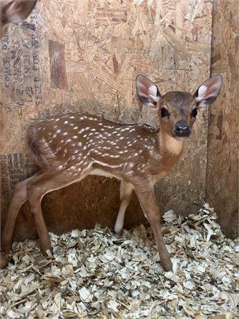 WildLife Buyer, LLC. - 0.1 Bottle Baby axis