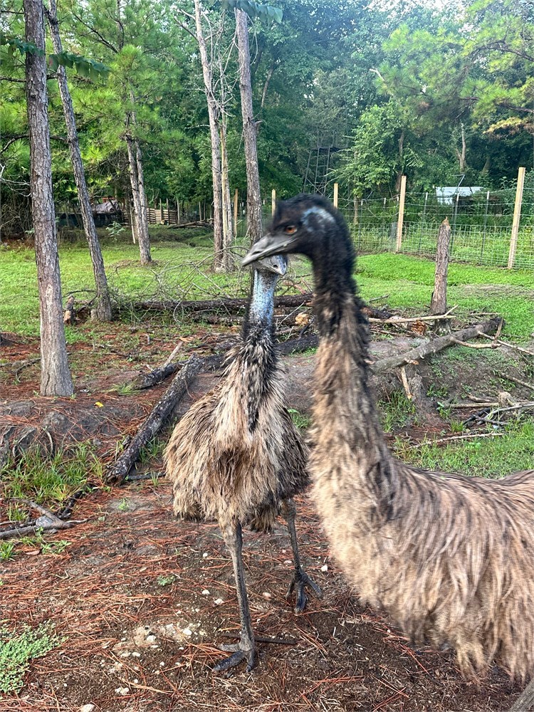 WildLife Buyer, LLC. - 1.1 Breeding Pair of 2 year old Emu. Healthy ...
