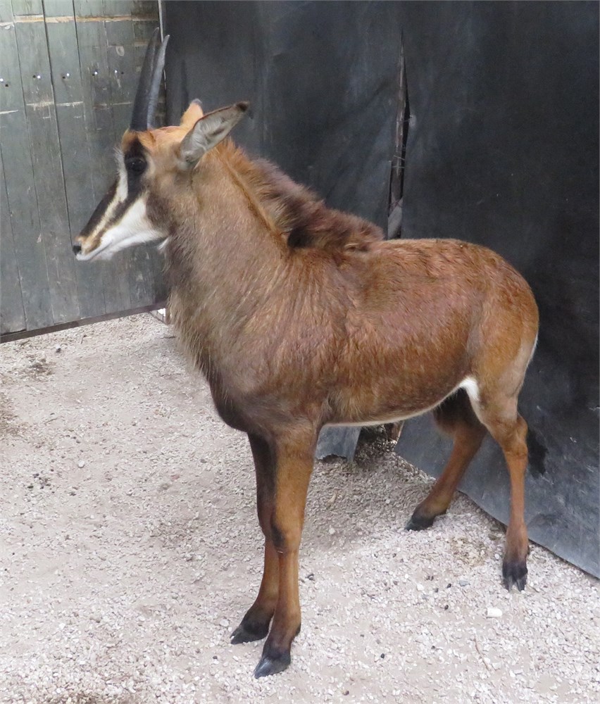 WildLife Buyer, LLC. - ⚡1.0 SABLE TAG#319 (BB#3) - Ask about insurance