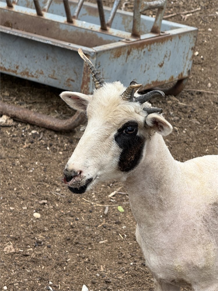 WildLife Buyer, LLC. - 5 horn ewe lamb