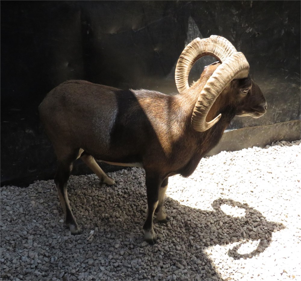 WildLife Buyer, LLC. - 1.0 MOUFLON TAG#301 (NKB#5) - Ask About Insurance