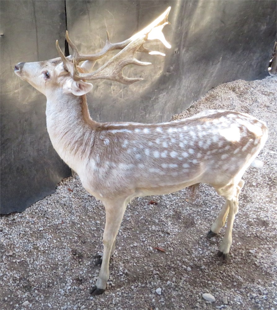 WildLife Buyer, LLC. - 1.0 FALLOW (BB#1A) - Ask About Insurance