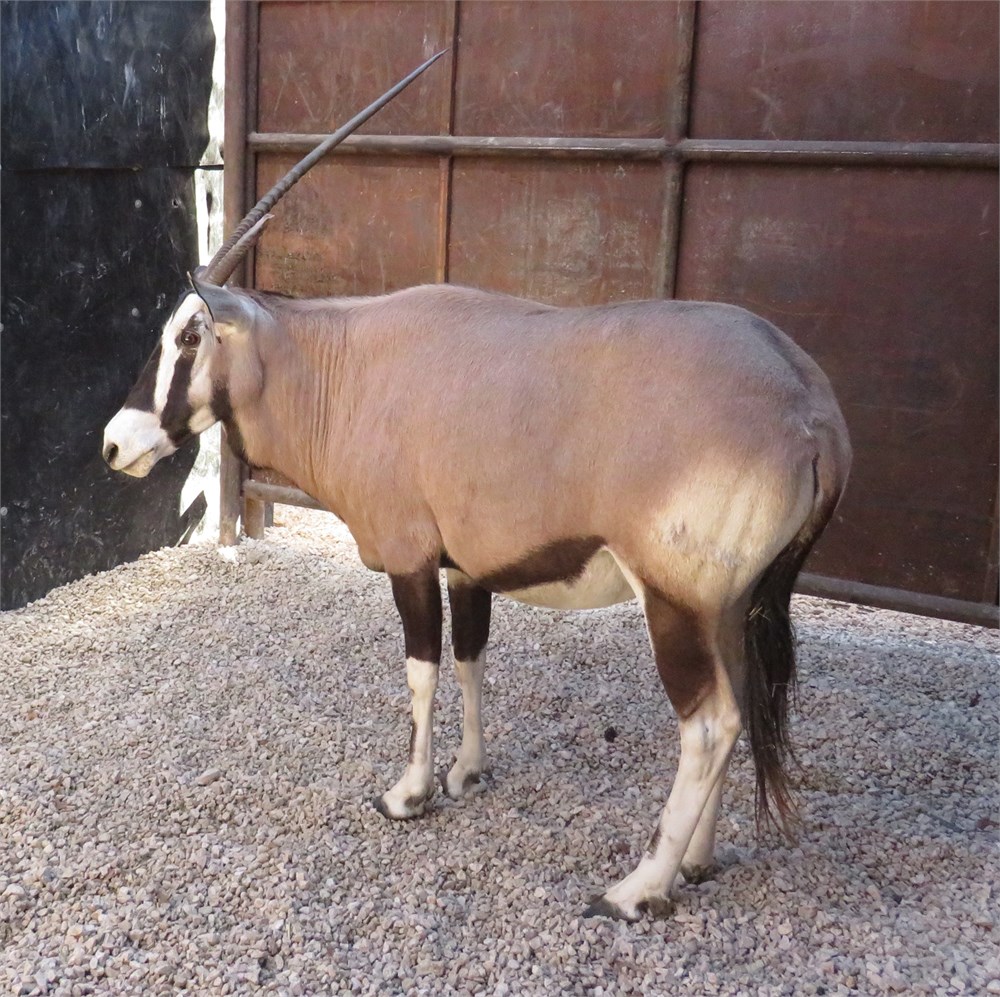 WildLife Buyer, LLC. - 0.1 GEMSBOK (NKB#17)