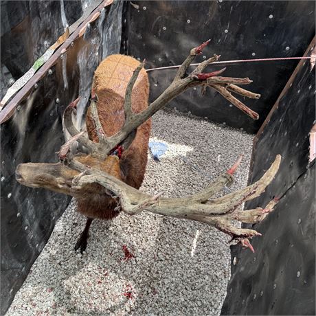 WildLife Buyer, LLC. - 1.0 Huge Stag!! - Ask About Insurance