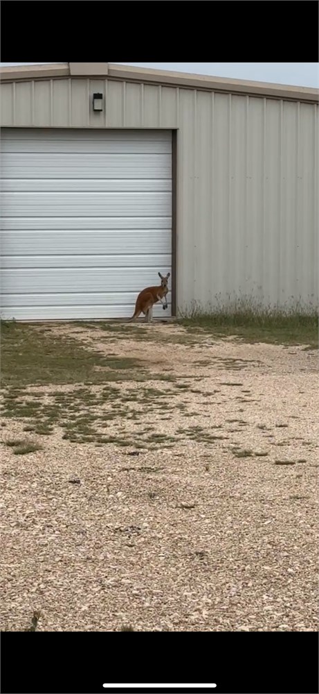 WildLife Buyer, LLC. - Male Red Kangaroo