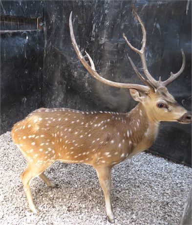 WildLife Buyer, LLC. - 1.0 AXIS OKB#4-3 ***READ DESCRIPTION