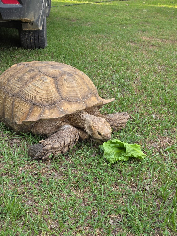 WildLife Buyer, LLC. - Giant Male Sulcata Tortoise