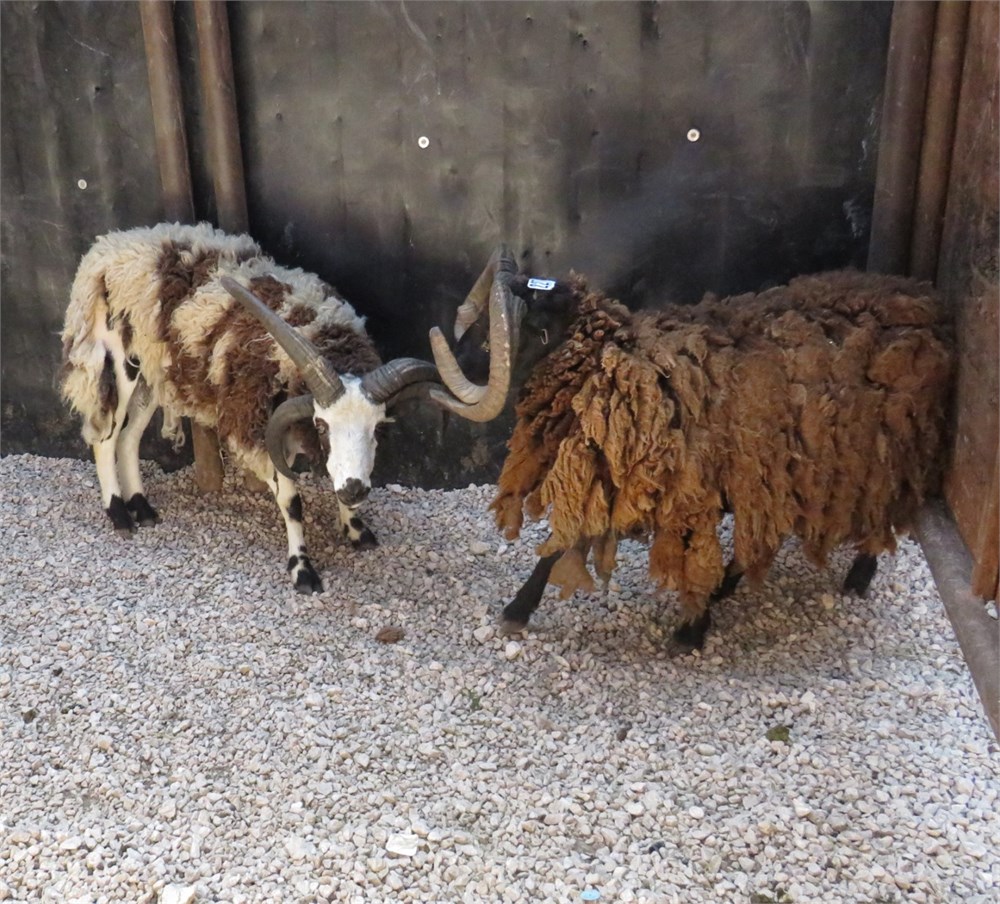 WildLife Buyer, LLC. - 2.0 4-HORN TAG#226/227 (NKB#12)