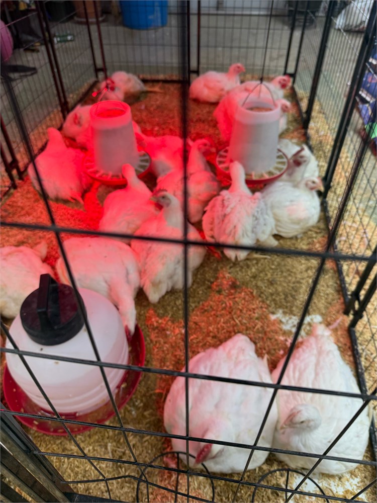 WildLife Buyer, LLC. - Delicious Meat Birds