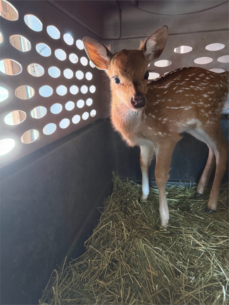 WildLife Buyer, LLC. - 2.5 week old axis doe