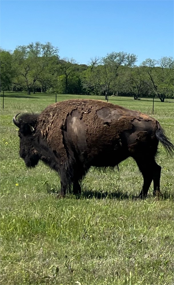WildLife Buyer, LLC. - 1.4 Buffalo BIG FAT AND HEALTHY