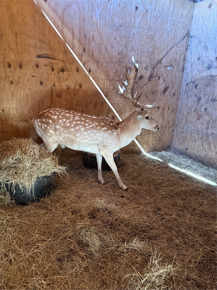 WildLife Buyer, LLC. - Fallow - Ask About Insurance