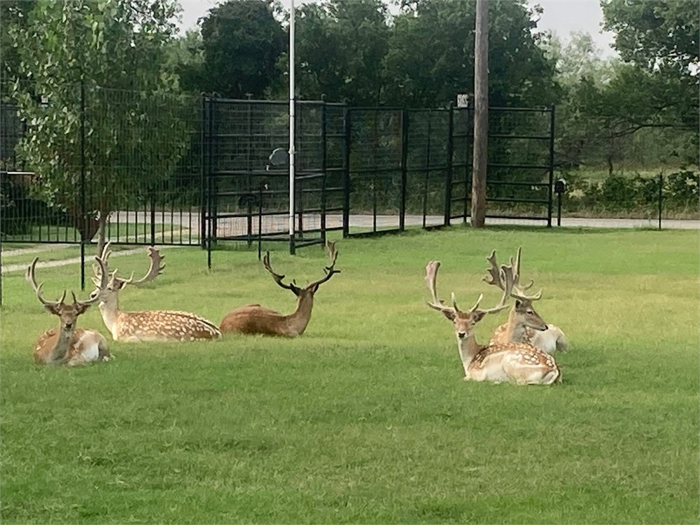 WildLife Buyer, LLC. - 5.0 2 year old fallow bucks