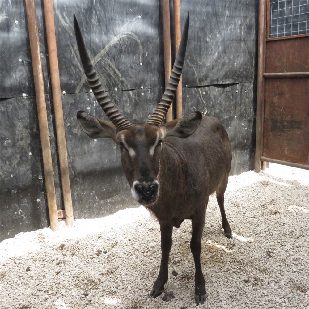 WildLife Buyer, LLC. - 1.0 WATERBUCK (NKB#17) BIG BULL