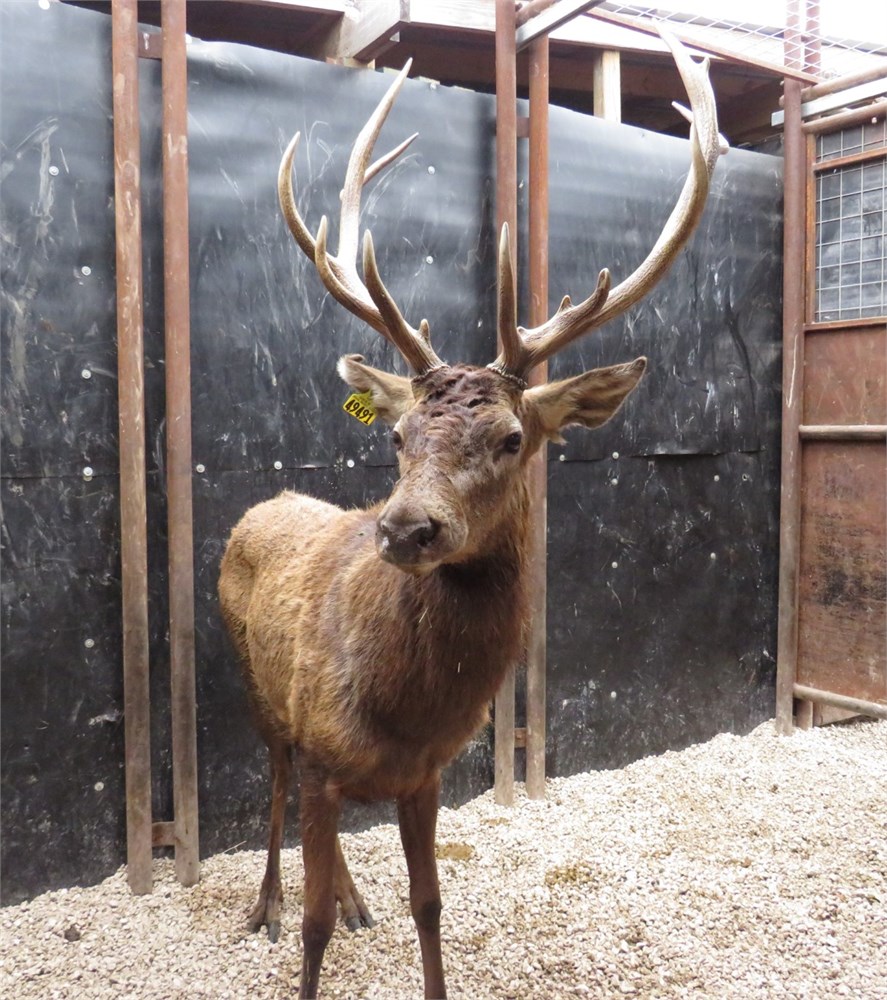 WildLife Buyer, LLC. - 1.0 RED STAG (MB#2)
