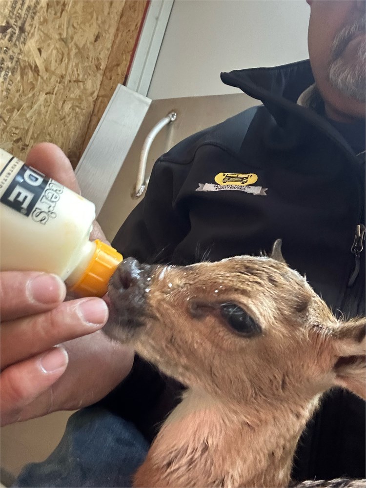 WildLife Buyer, LLC. - 1.0 Bottle Baby Axis MALE