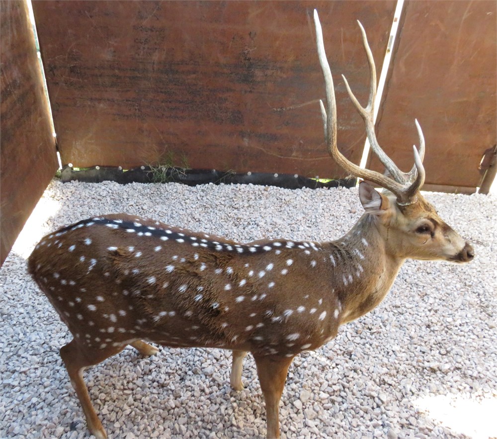 WildLife Buyer, LLC. - 1.0 AXIS (WB#14) - Ask about insurance