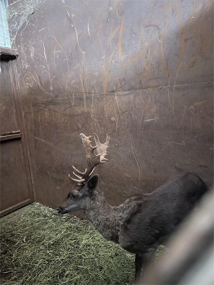 WildLife Buyer, LLC. - Fallow buck