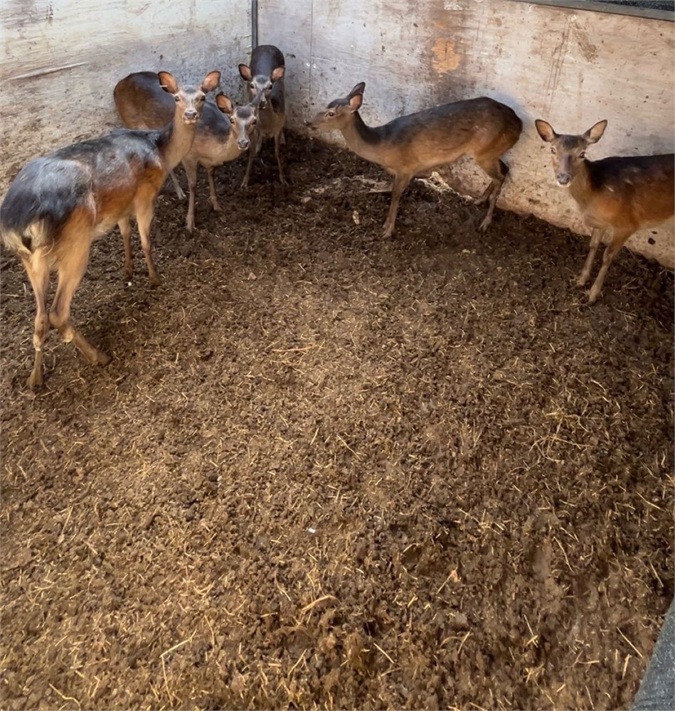 WildLife Buyer, LLC. - 0.5 sika bred