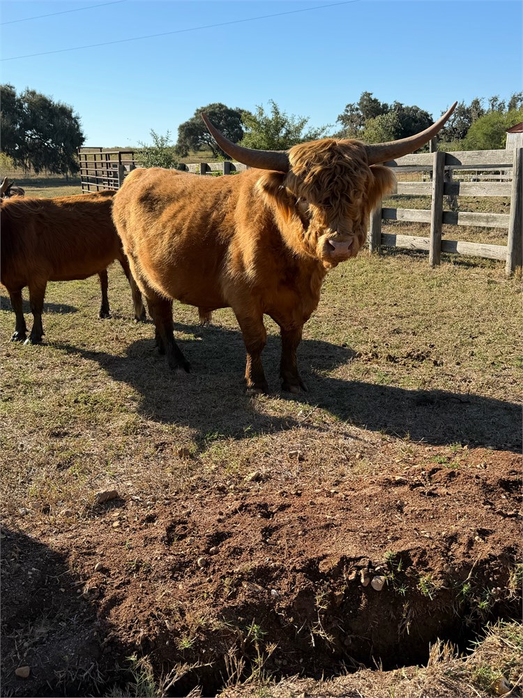 WildLife Buyer, LLC. - Highland Bull