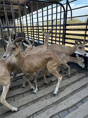 WildLife Buyer, LLC. - 8 Transcaspian Ewes
