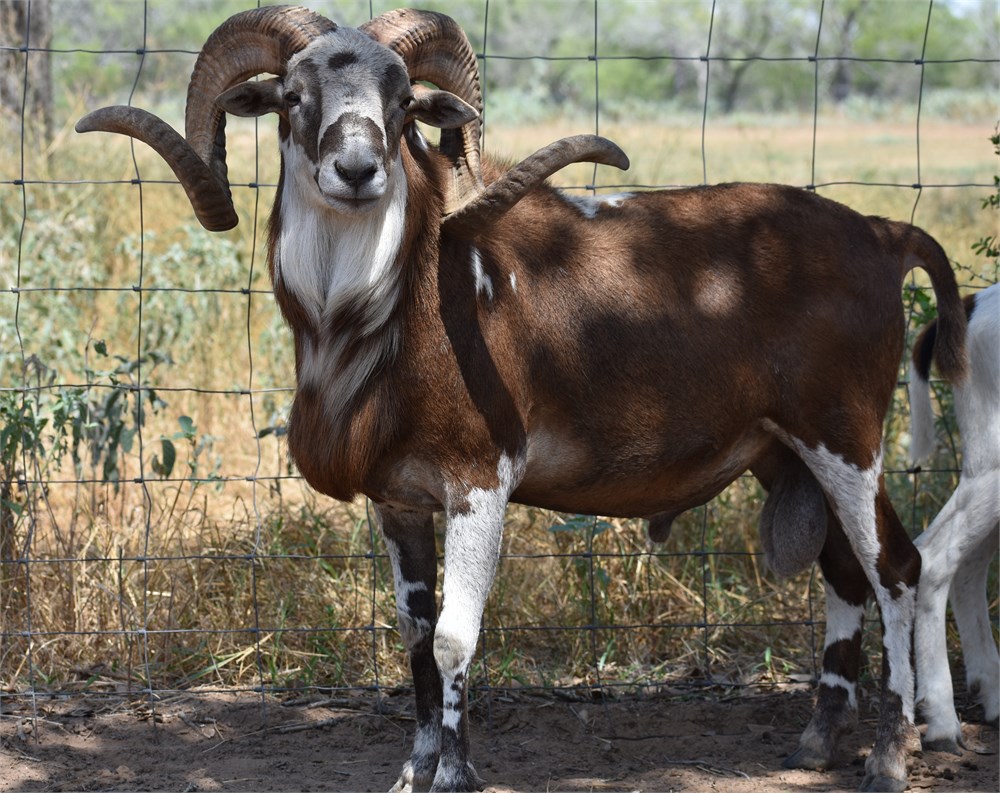 WildLife Buyer, LLC. - 1.0 Registered Painted Desert Ram