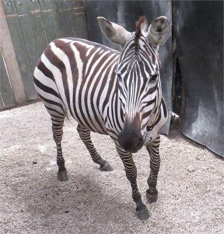 WildLife Buyer, LLC. - 0.1 ZEBRA (BB#5)