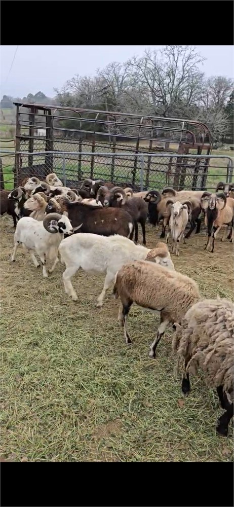 WildLife Buyer, LLC. - 5 full curl rams gate cut