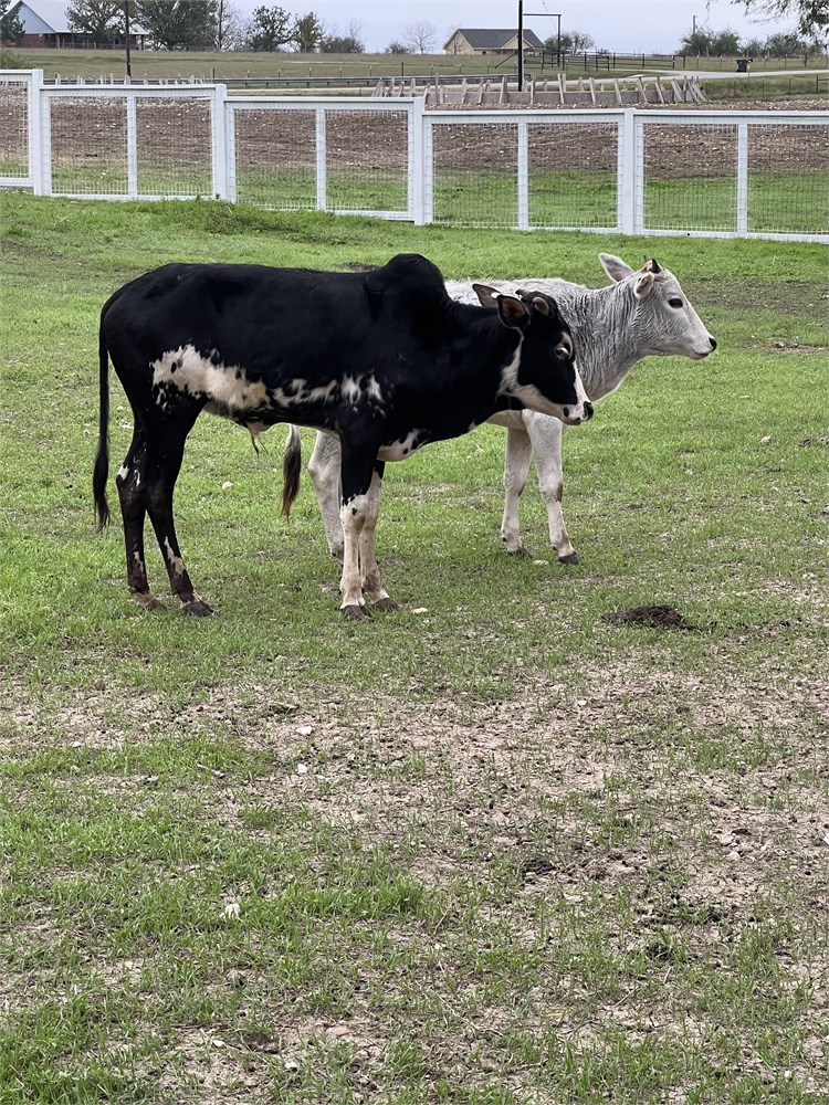WildLife Buyer, LLC. - Proven Mini Zebu Bull – 4 Years Old – Gentle but ...