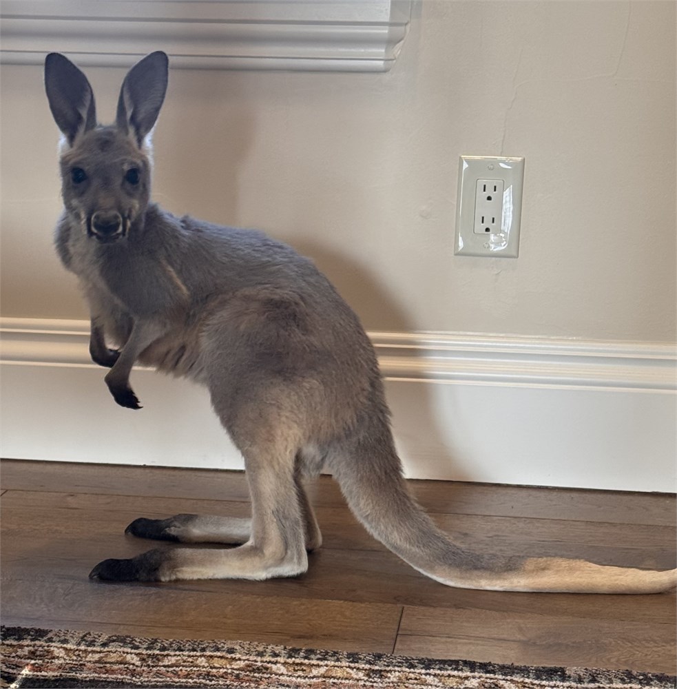 WildLife Buyer, LLC. - 1.0 Baby Red Kangaroo