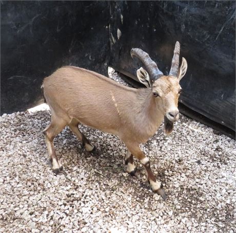 WildLife Buyer, LLC. - 1.0 IBEX (OKB#4-2)
