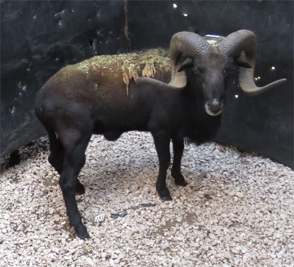 WildLife Buyer, LLC. - 1.0 BLACK HAWAIIAN TAG#323 (OKB#2)