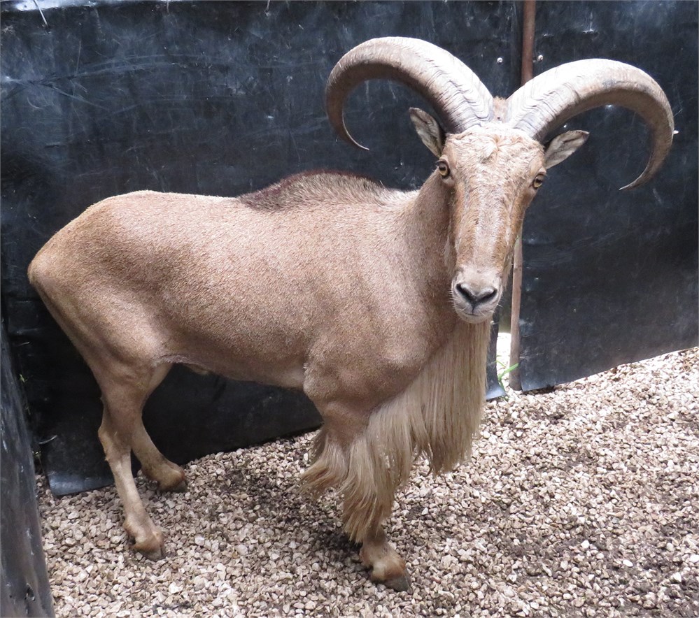 WildLife Buyer, LLC. - 1.0 AOUDAD TAG#315 (OKB#7) - Ask About Insurance