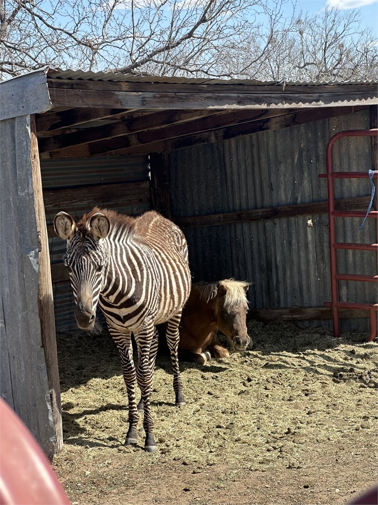 WildLife Buyer, LLC. - 1.0 tame zebra