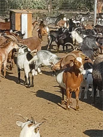 WildLife Buyer, LLC. - GOATS, GOATS and more Goats!!