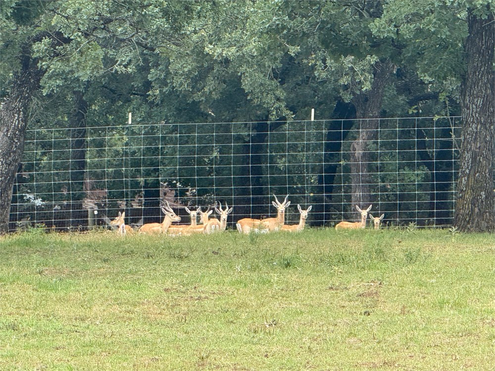 WildLife Buyer, LLC. - ‼️4.5.1 pen raised black buck‼️