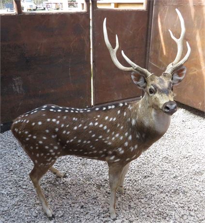 WildLife Buyer, LLC. - 1.0 AXIS (WB#18)