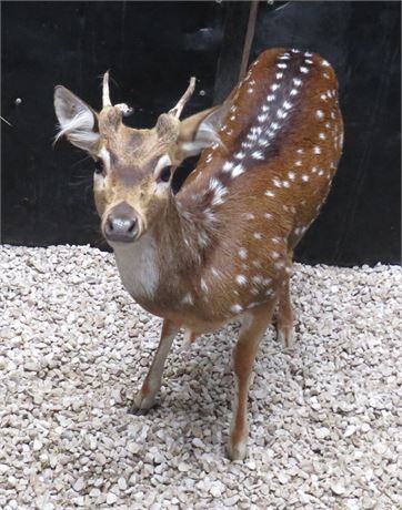 WildLife Buyer, LLC. - 1.0 AXIS (OKB#4-4) - Ask About Insurance
