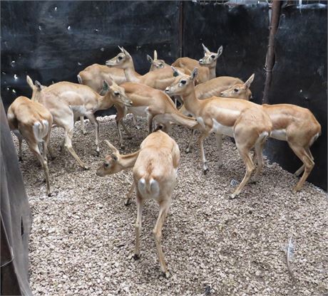 WildLife Buyer, LLC. - 0.10 BLACKBUCK (OKB#4-4)